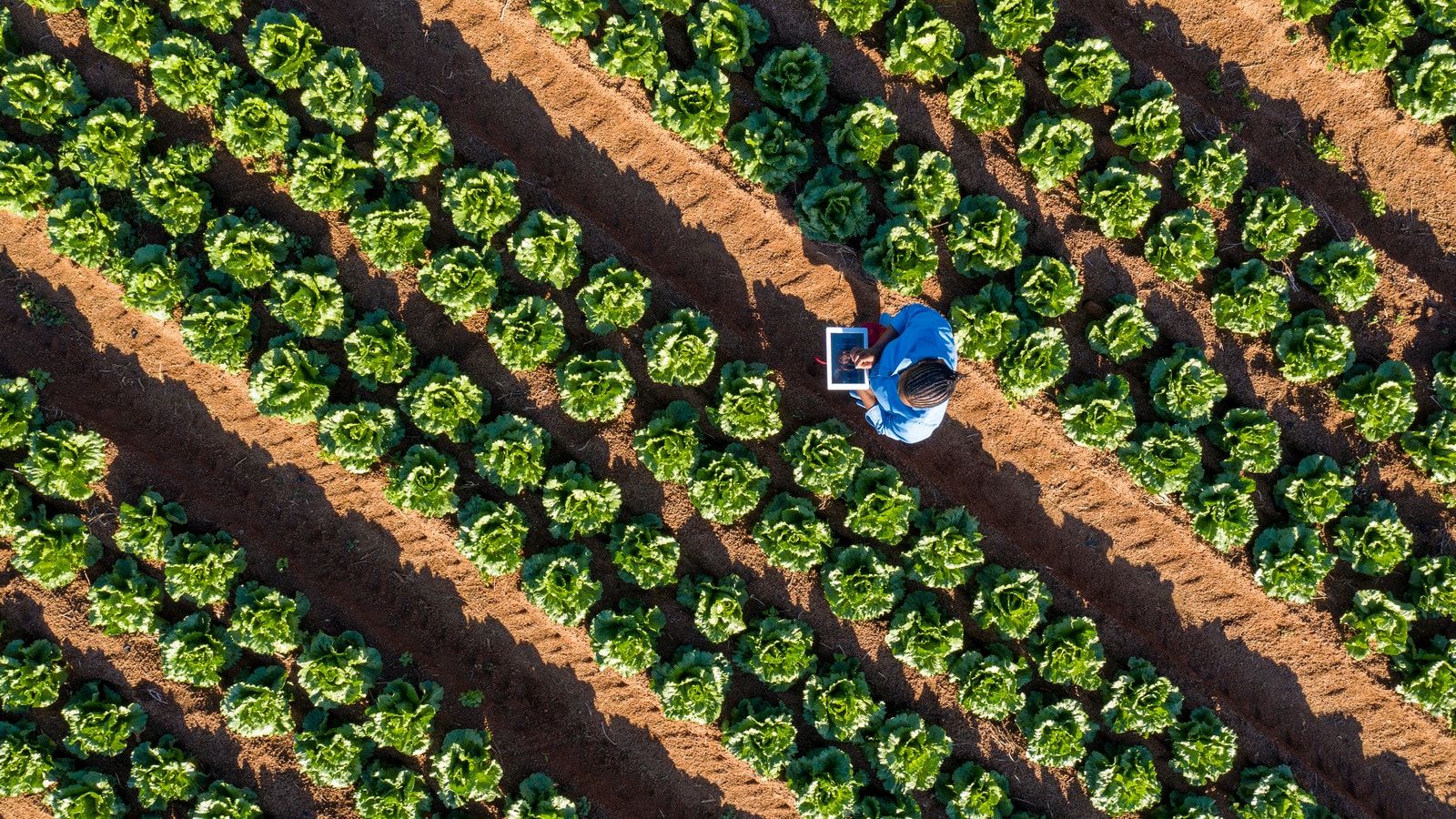 It’s not easy being green: Tech towards net zero